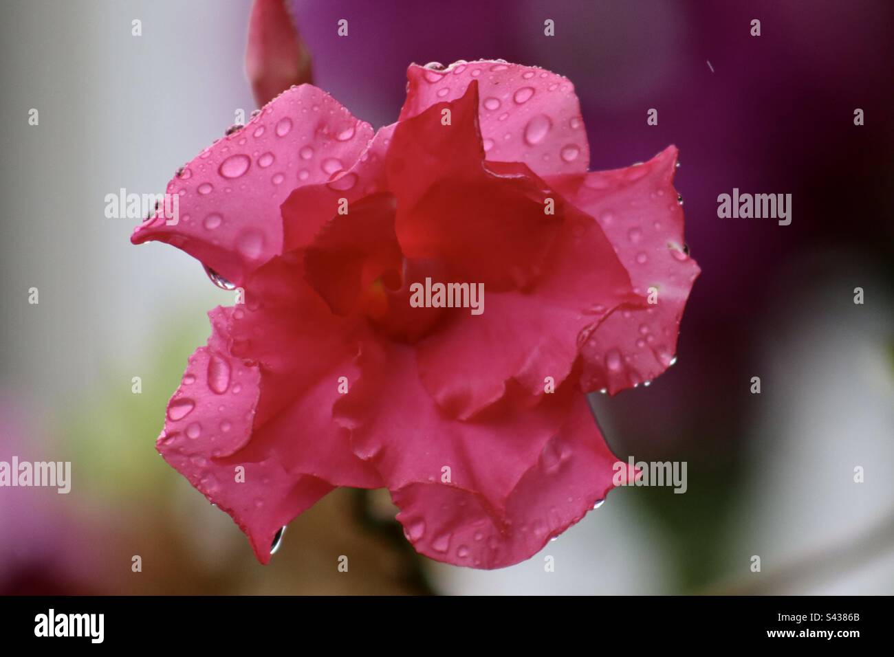 Beautiful canon hi-res stock photography and images - Alamy