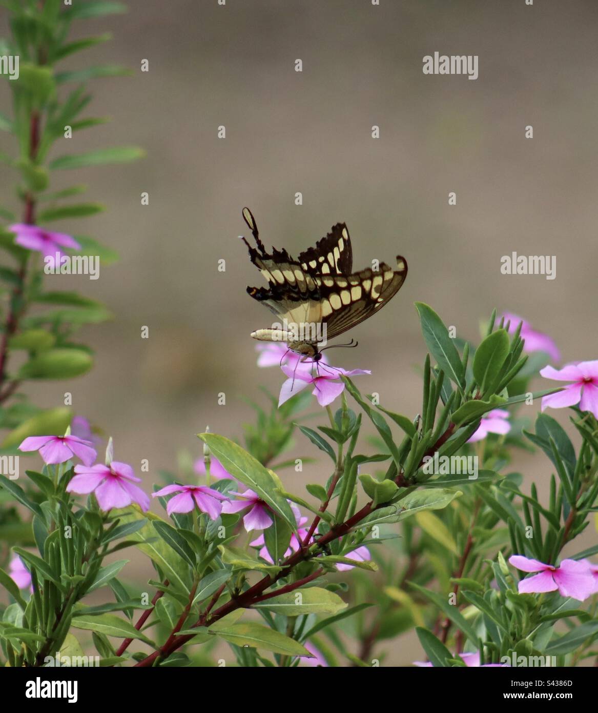 Butterfly nectar hi-res stock photography and images - Alamy
