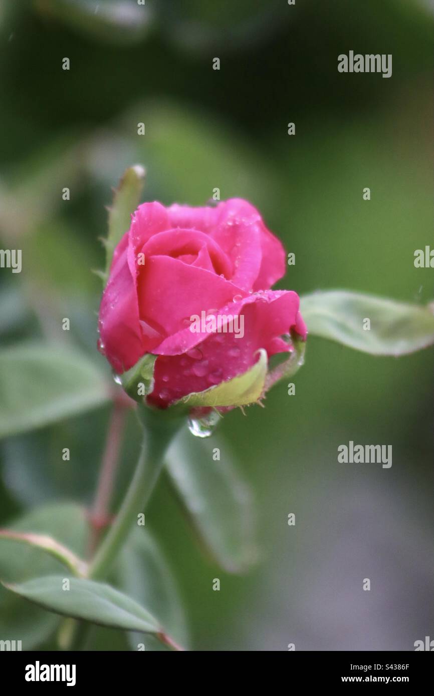Pink button rose hi-res stock photography and images - Alamy