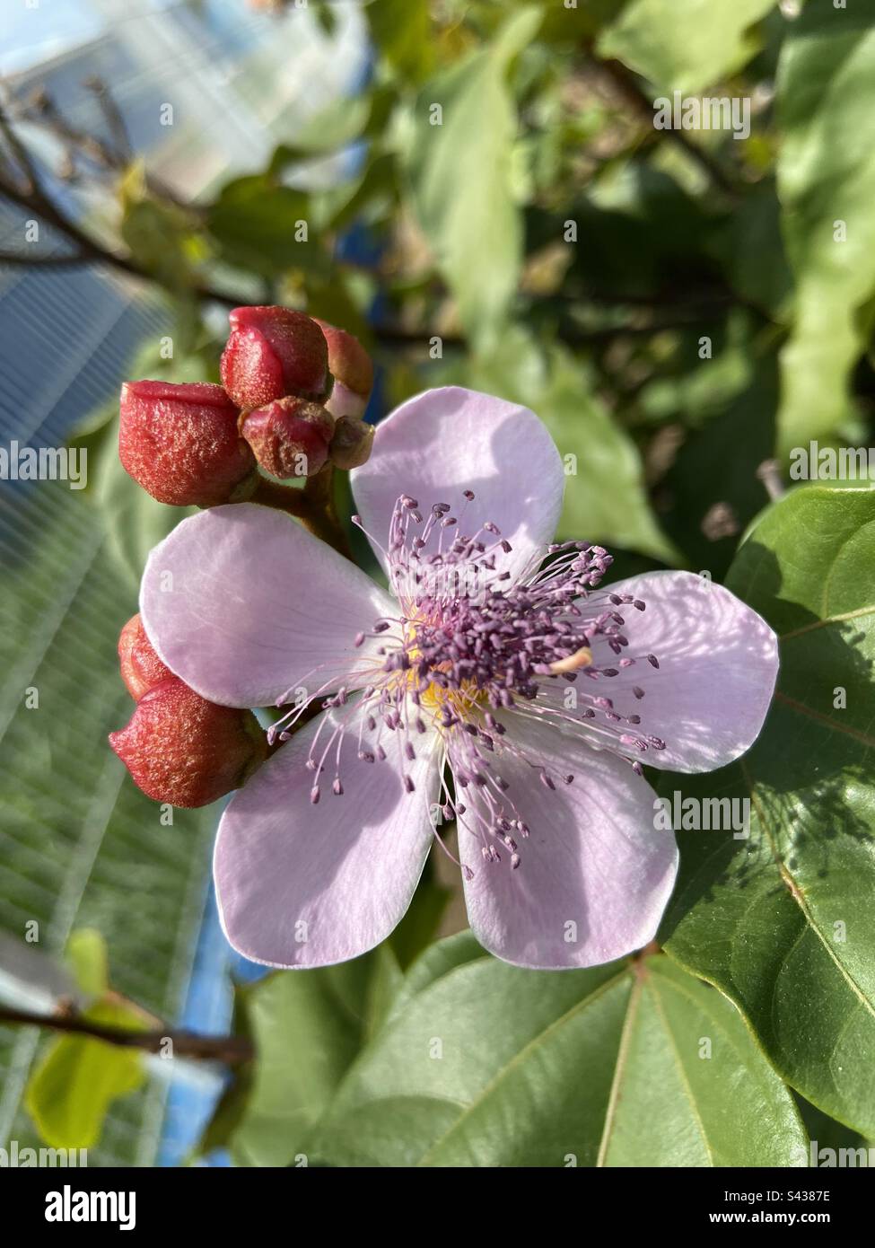 Urucum flower hi-res stock photography and images - Alamy