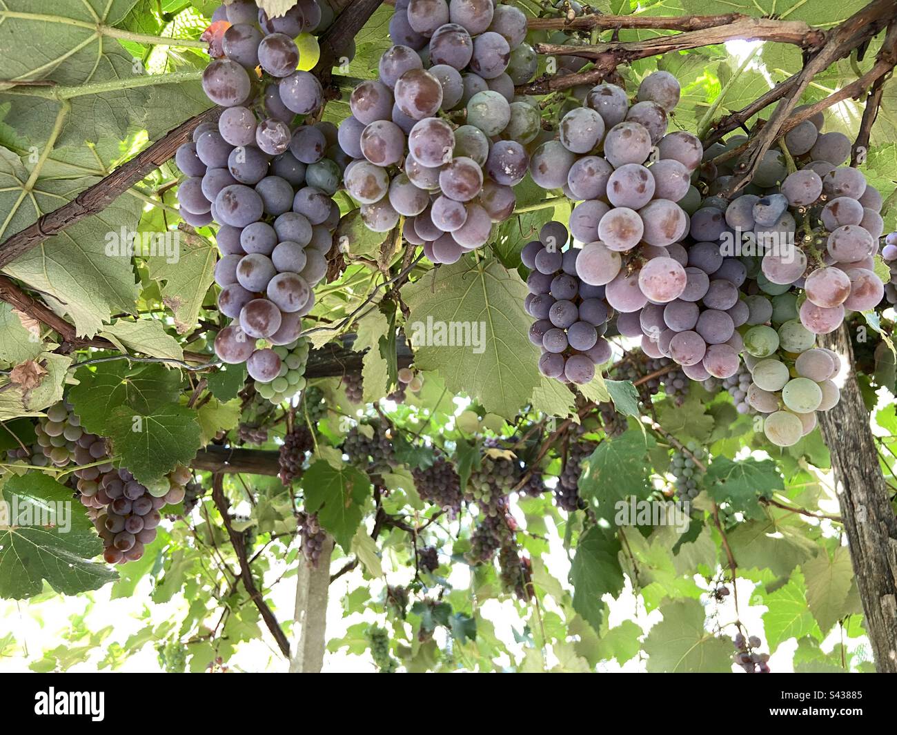 Grape curls in the vineyard Stock Photo - Alamy