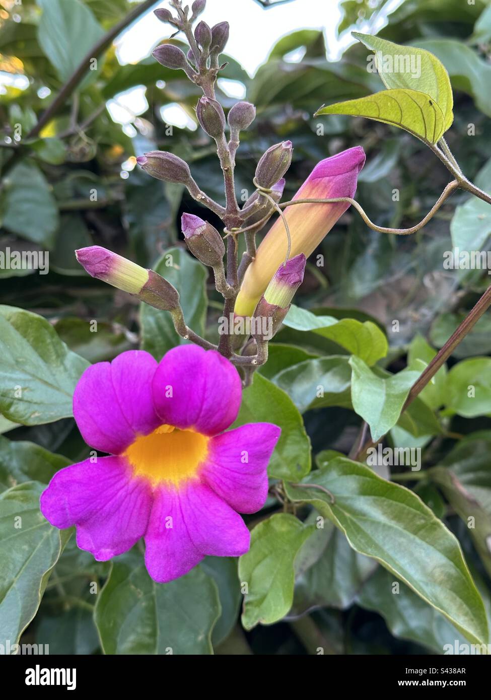 Bignonia magnifica hi-res stock photography and images - Alamy