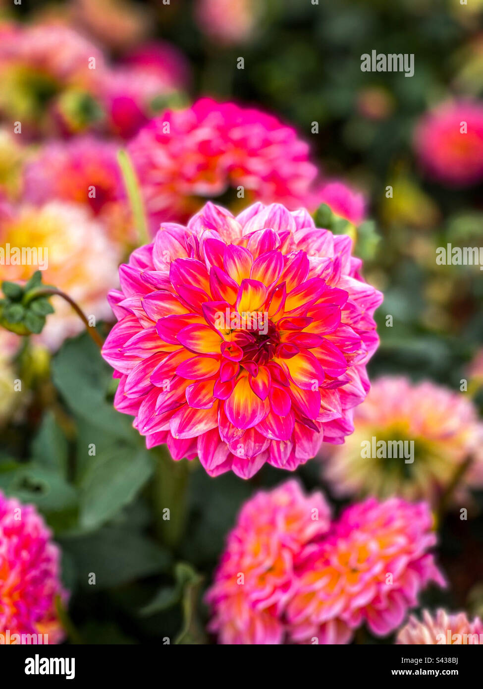 Dahlia colors hi-res stock photography and images - Alamy
