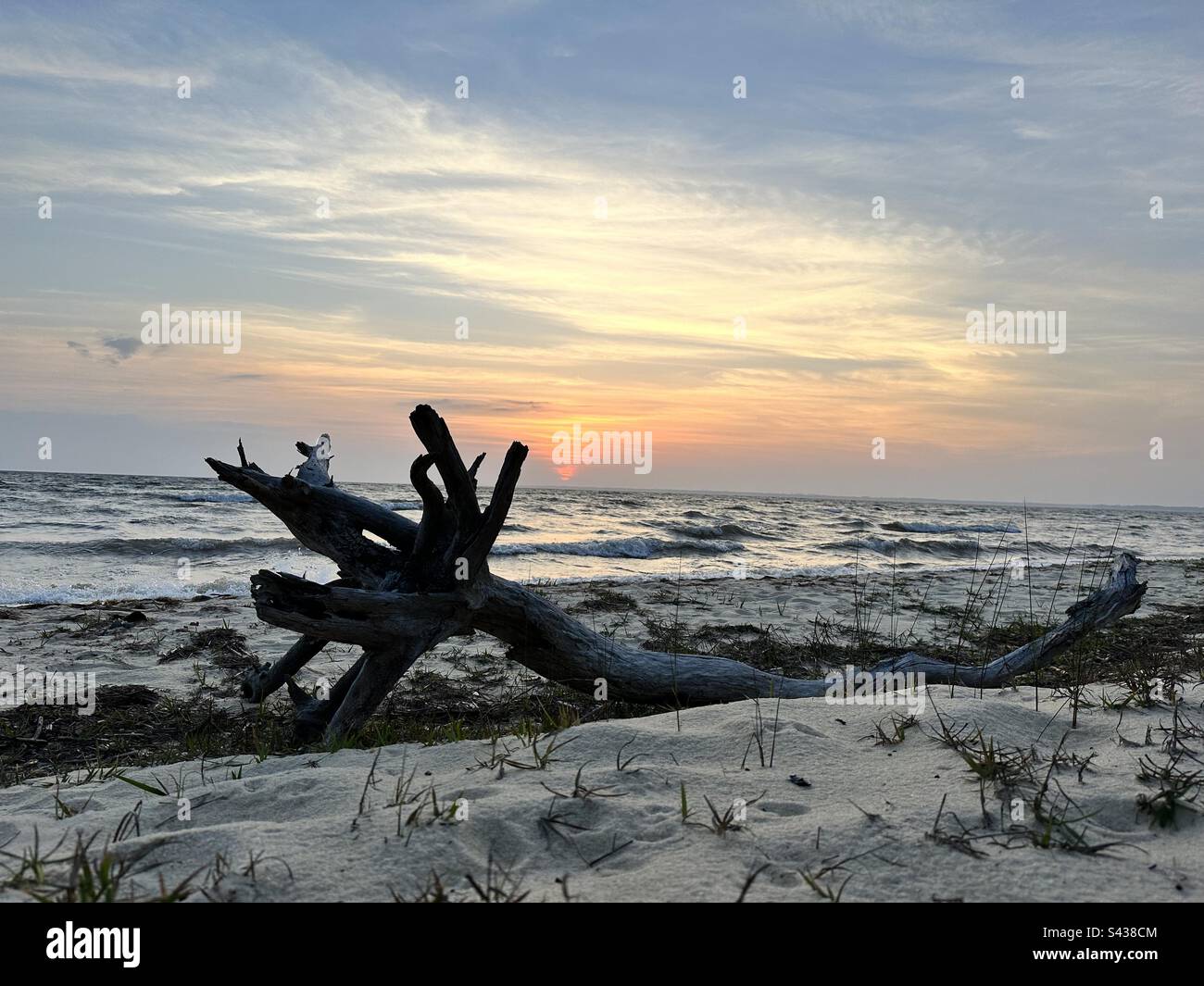 Drift wood on a desert beach in Northwest Florida Stock Photo - Alamy