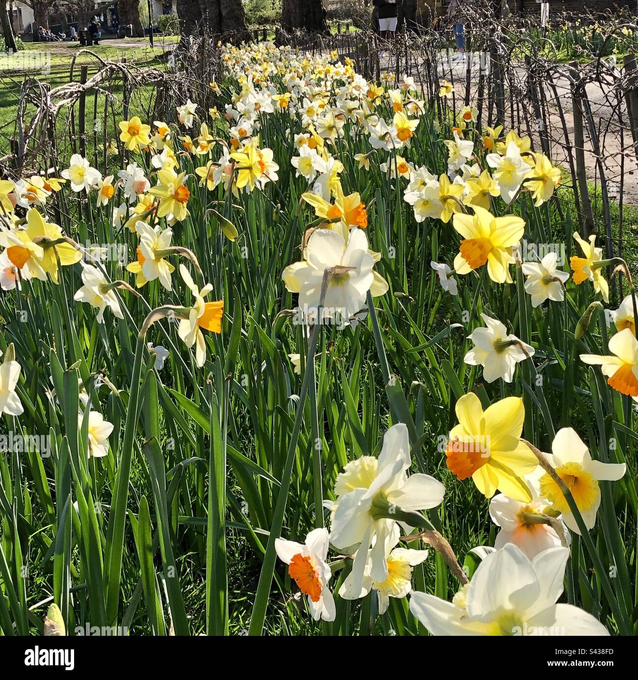 William wordsworth daffodils hi-res stock photography and images - Alamy