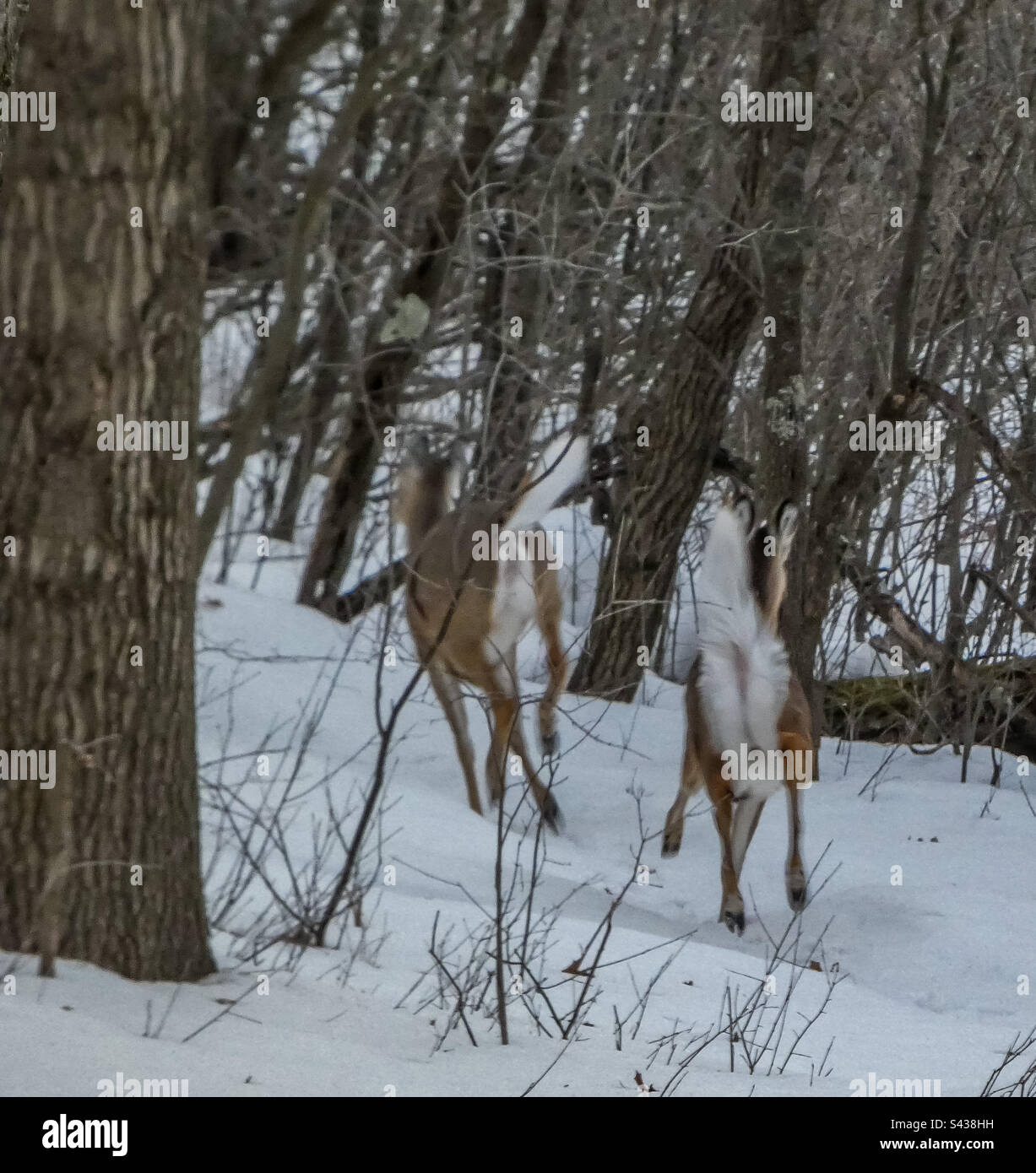White tail deer running hi-res stock photography and images - Alamy