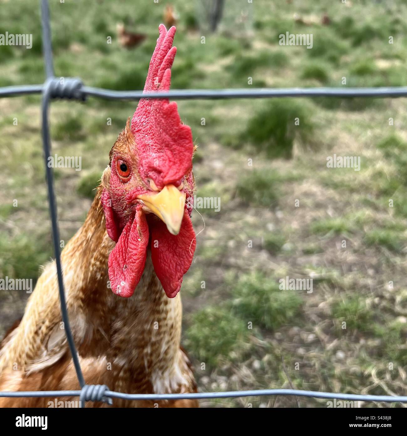 Profile of a rooster hi-res stock photography and images - Alamy