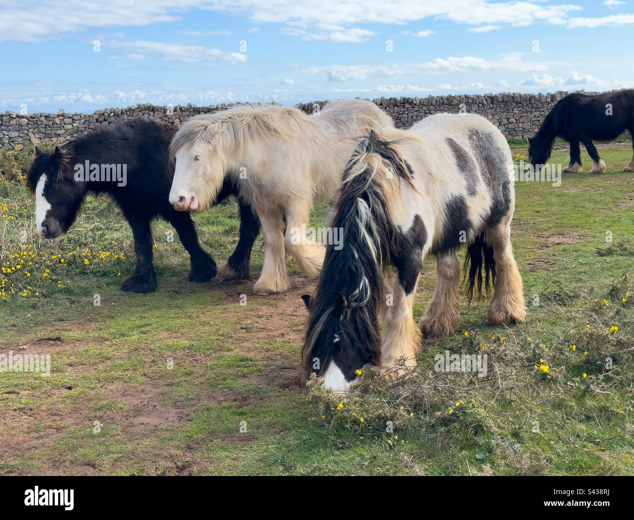 Welsh Gower Ponies Stock Photo - Alamy