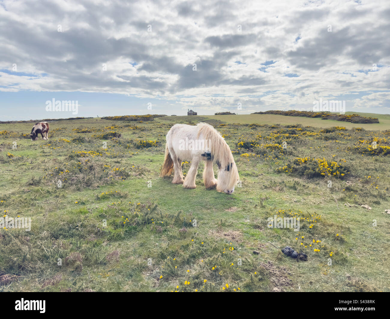 Wild Gower Ponies Stock Photo - Alamy