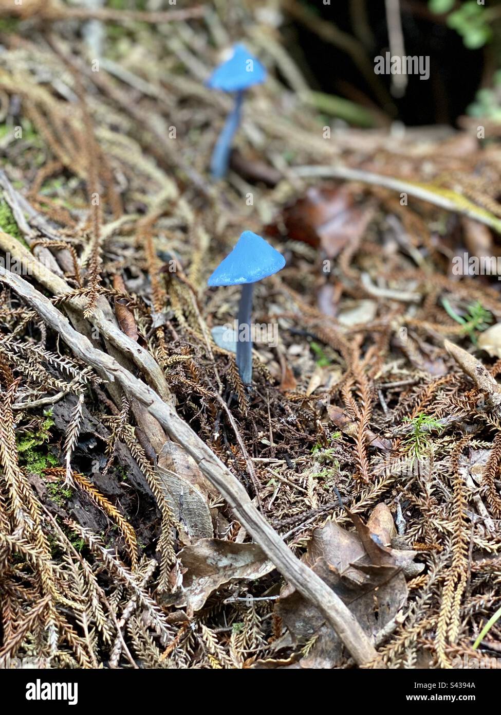 Blue mushrooms hi-res stock photography and images - Alamy