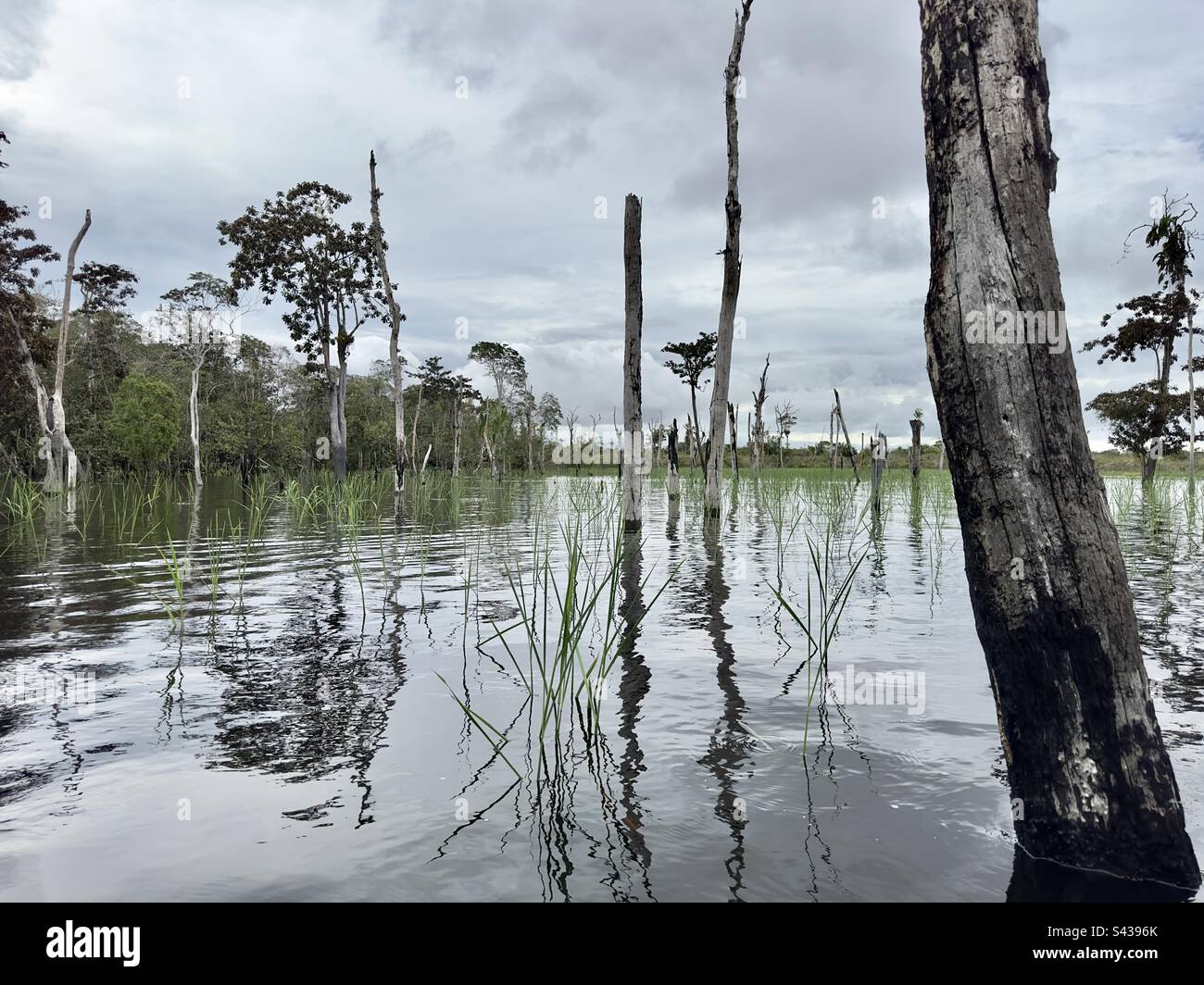 Amazonas rainforest hi-res stock photography and images - Alamy