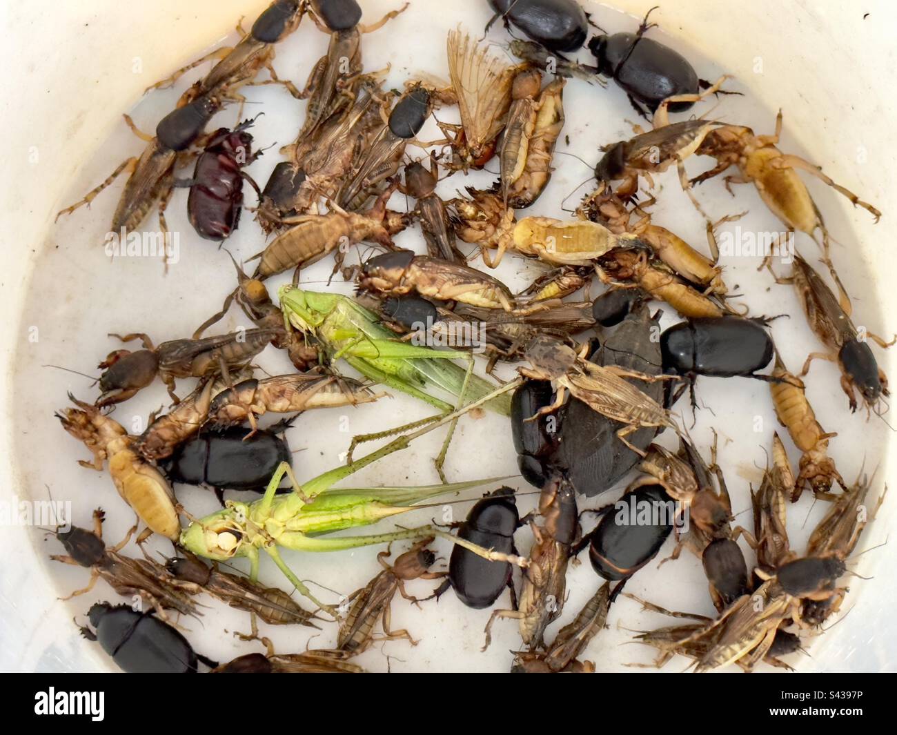 Tropical rainforest insects hi-res stock photography and images - Alamy