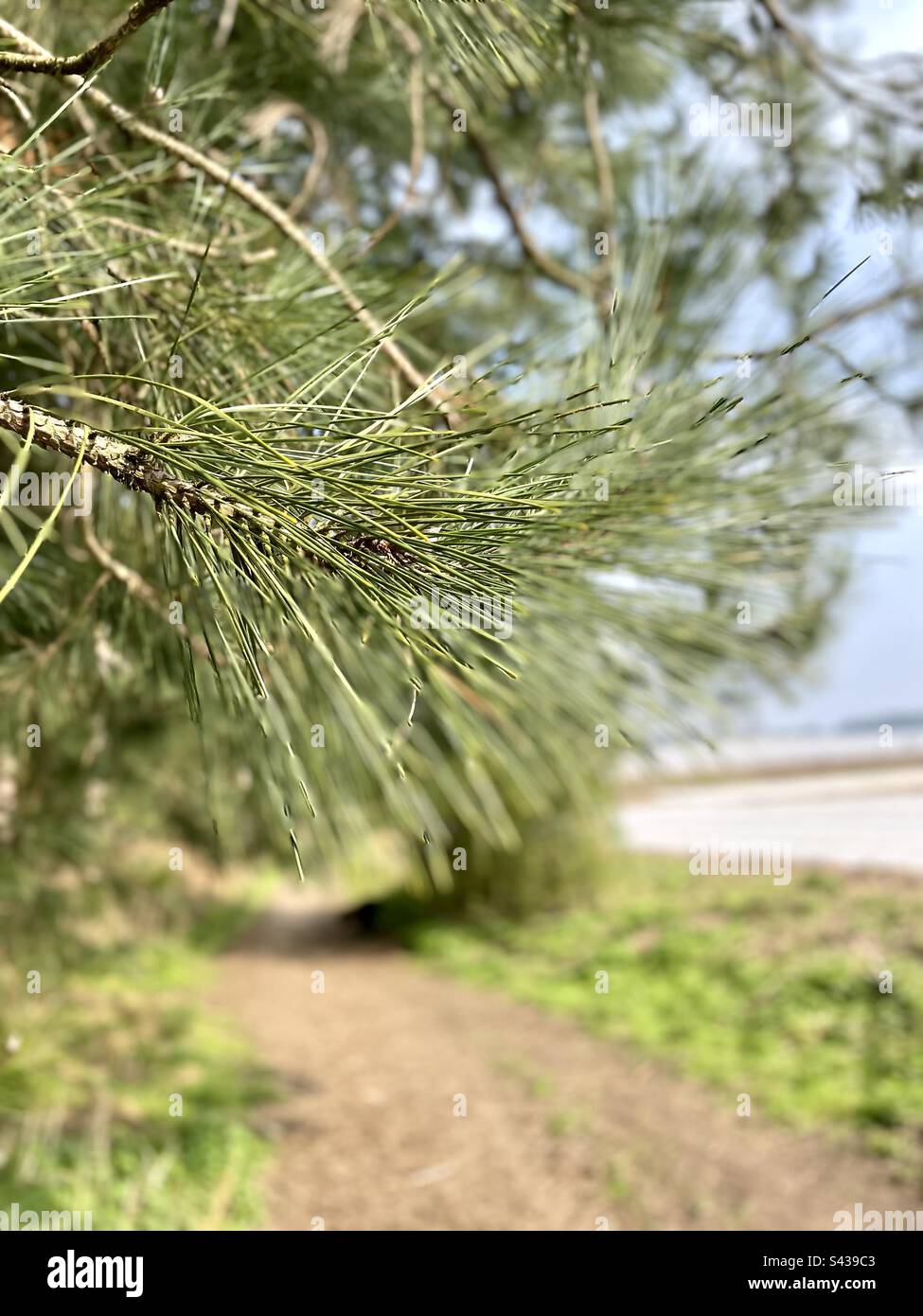 Pine tree lined path Stock Photo - Alamy