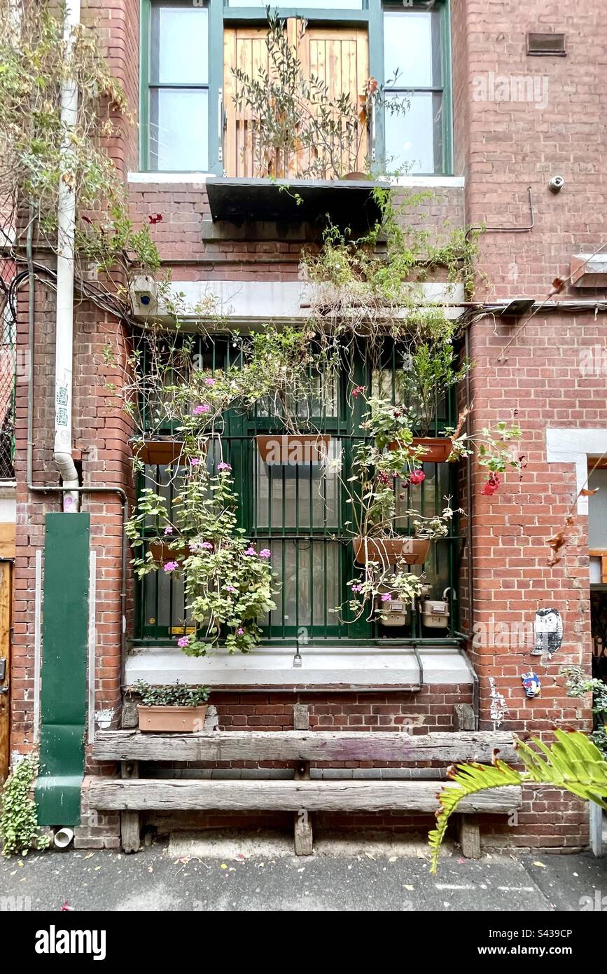 Vertical garden over window in a courtyard Stock Photo - Alamy