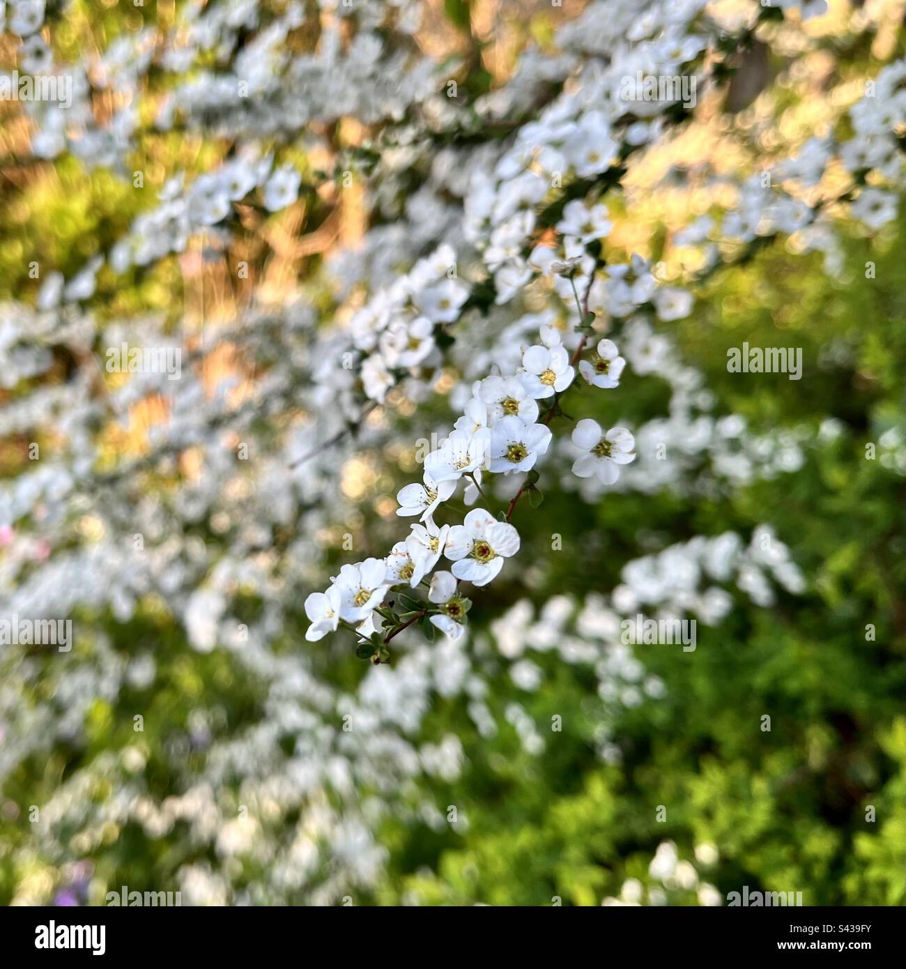 Spring flowers play on focus and off focus Stock Photo - Alamy