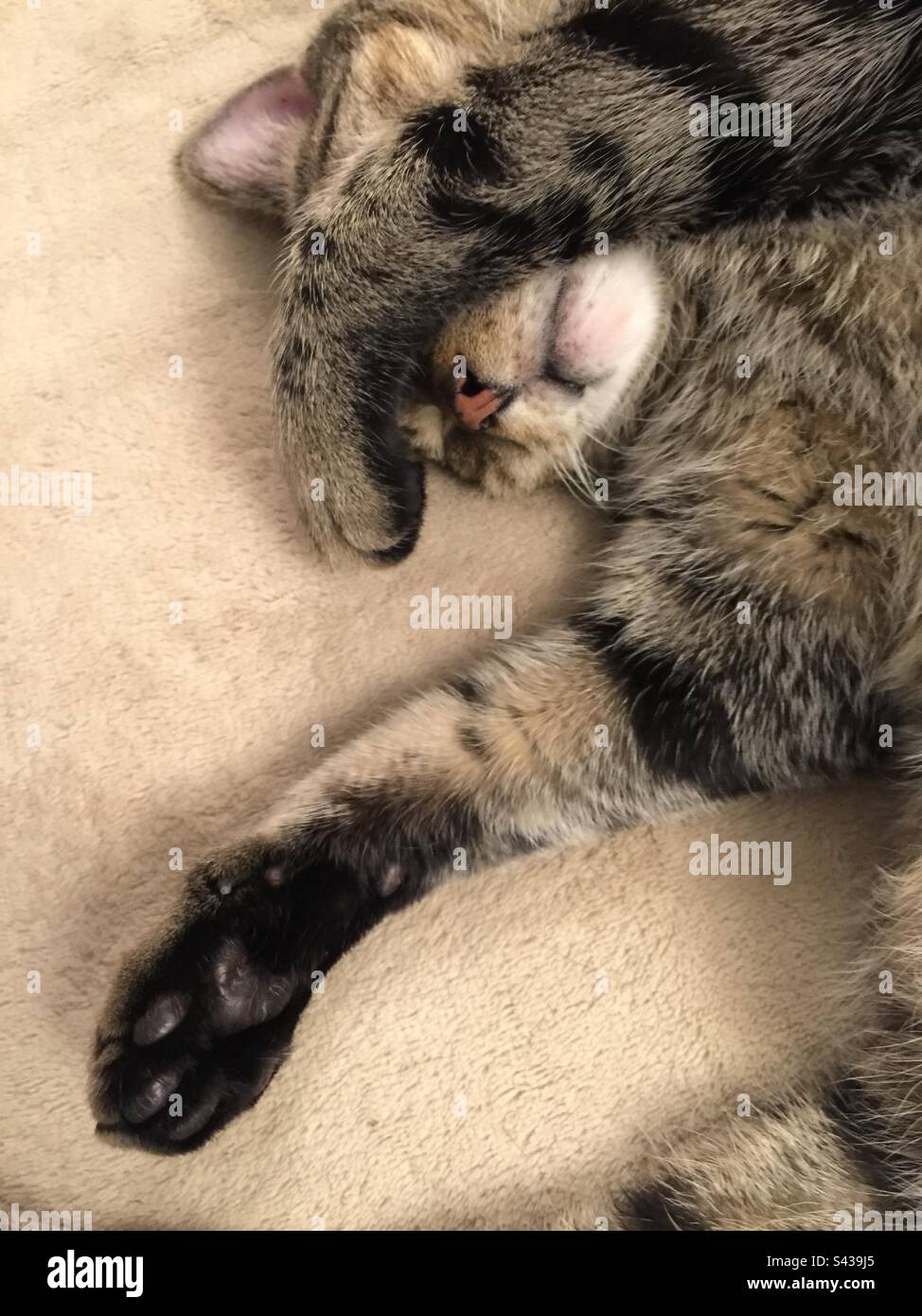 Sleeping tabby cat Stock Photo - Alamy