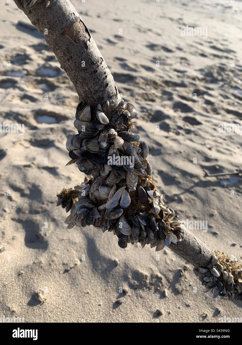 Shells and driftwood hi-res stock photography and images - Alamy