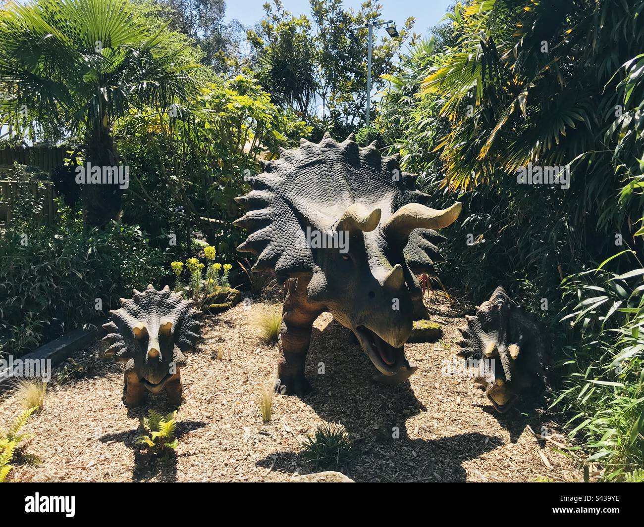 Baby Triceratops Jurassic Park