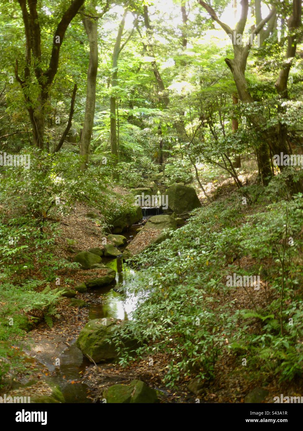 Japan japanese kyoto hi-res stock photography and images - Alamy