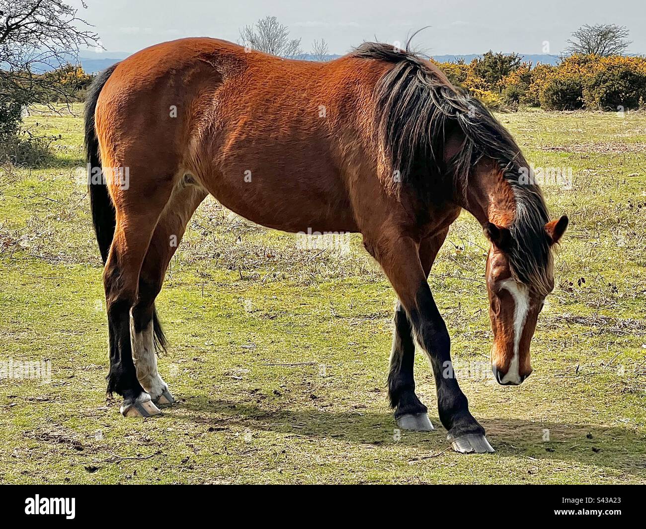 Light Bay Quarter Horse