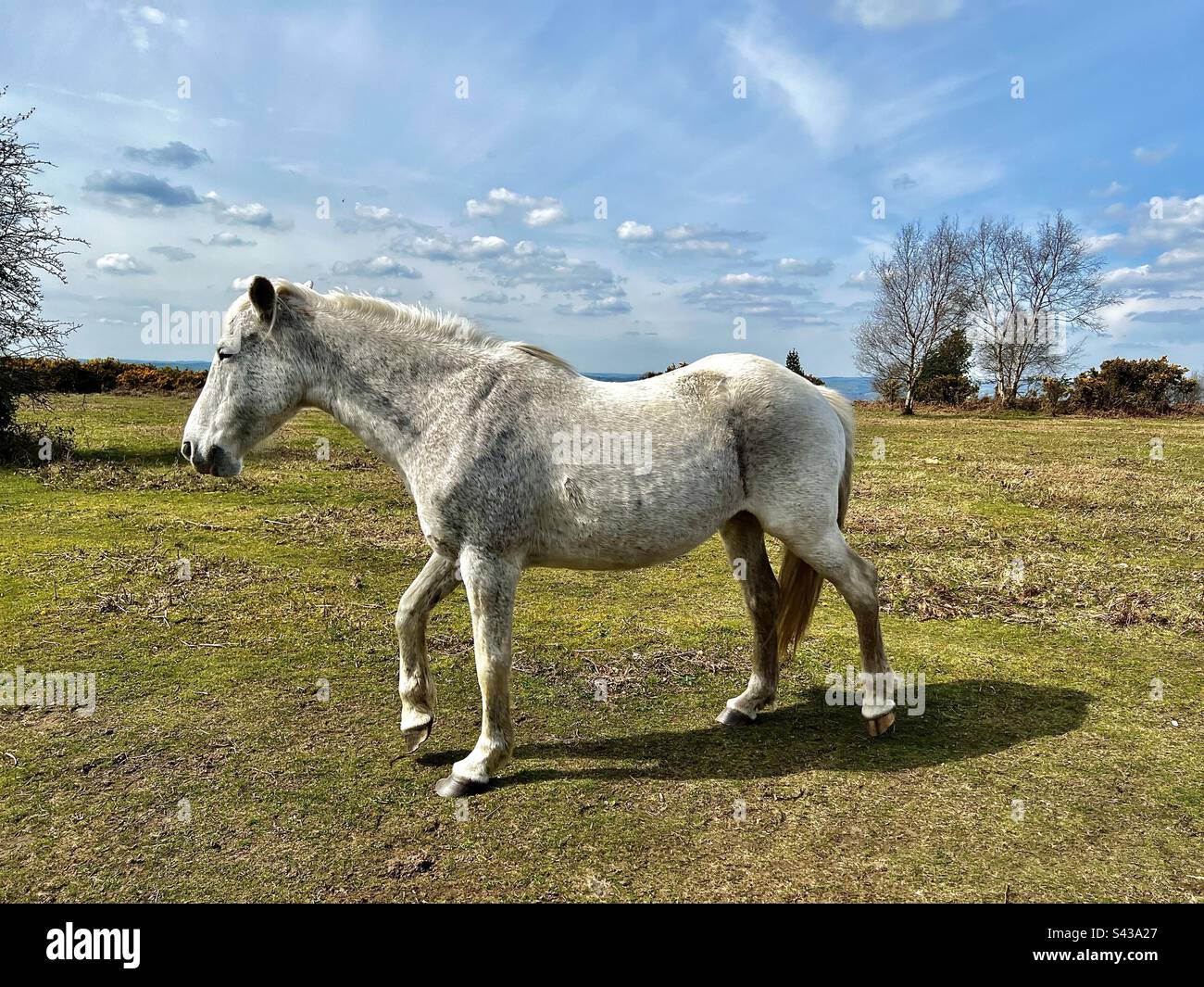 Grey pony hi-res stock photography and images - Alamy