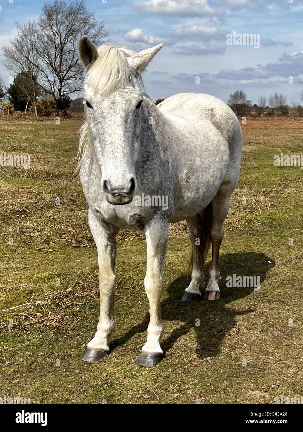 A wild grey pony stops to look at the camera on top of Culmstock beacon ...