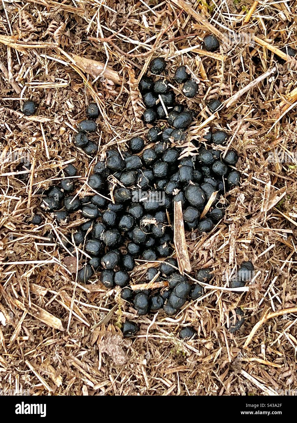 Sheep droppings hi-res stock photography and images - Alamy