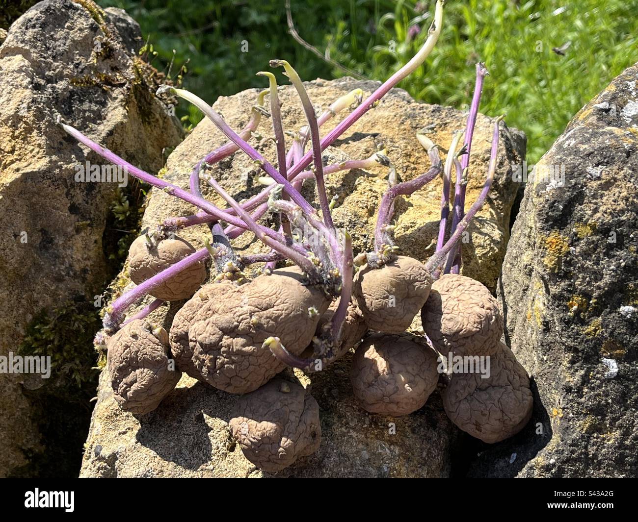 First Early Seed Potatoes “Colleen” ready to plant Stock Photo - Alamy