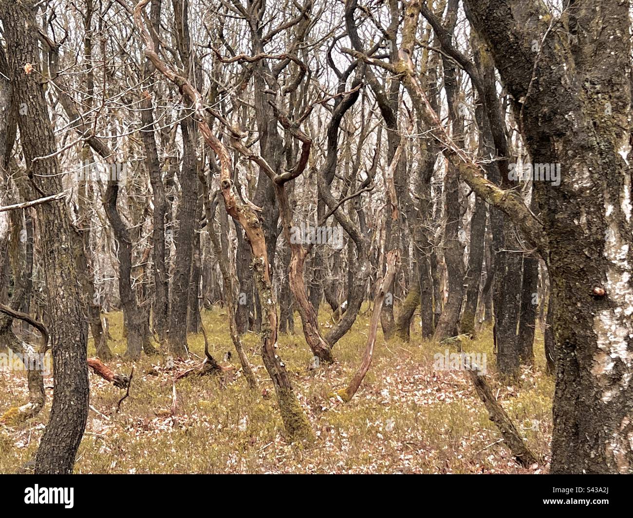 Scary trees hi-res stock photography and images - Alamy