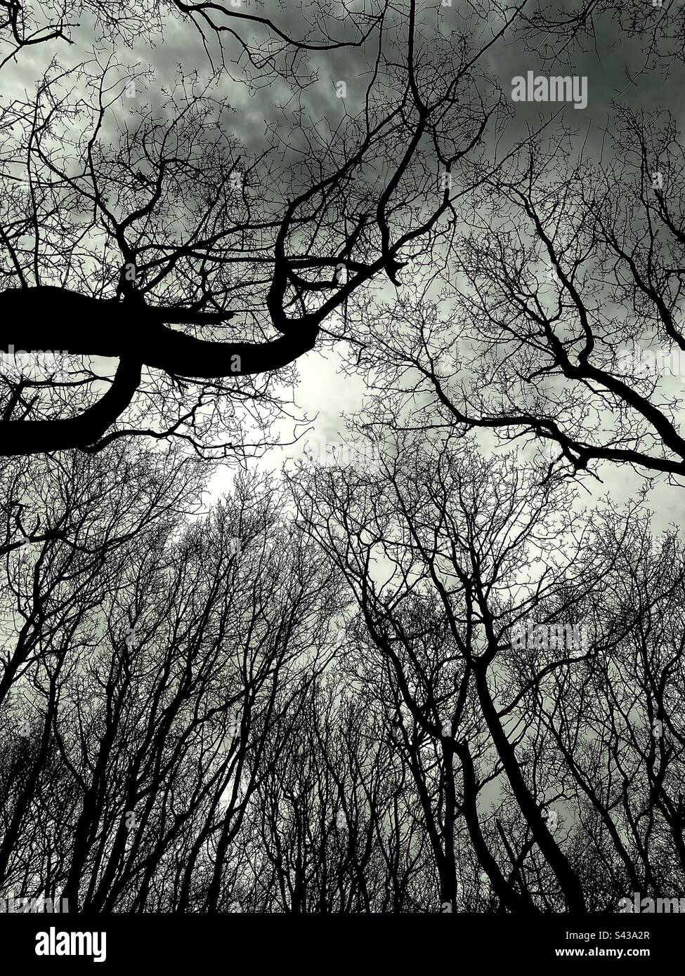 Creepy Tree Branches Silhouette