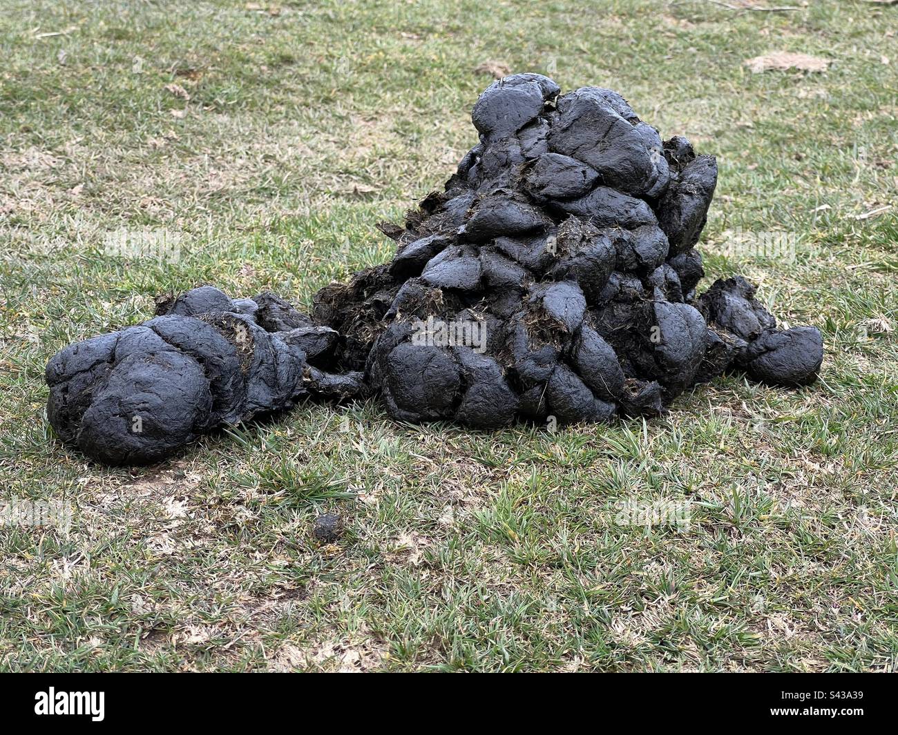 Horse dung hi-res stock photography and images - Alamy