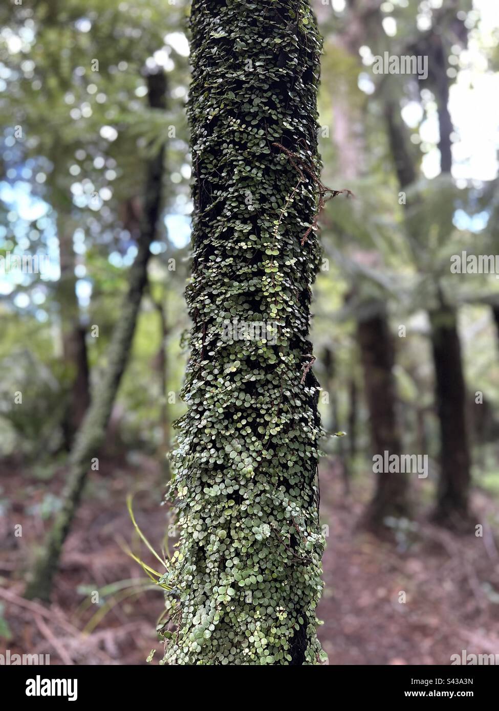 Climbing rata covering a tree trunk with the forest in the background ...