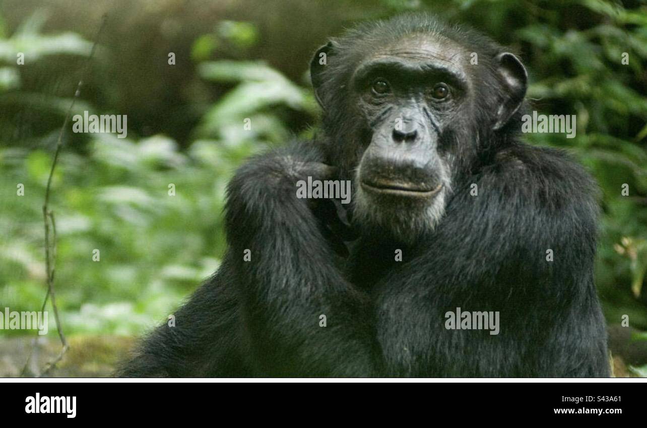 Sad monkey hi-res stock photography and images - Alamy