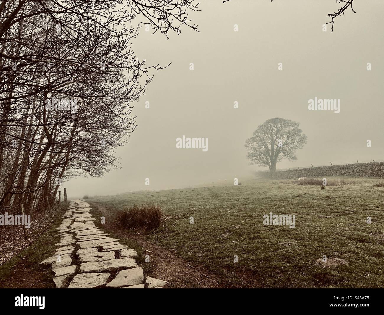 Atmospheric pathway into the mist hi-res stock photography and images ...