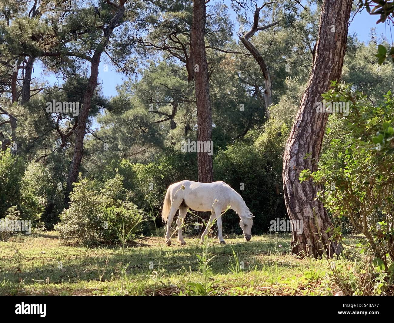 Grey pony grazes among the pine trees in Adalar, Turkey Stock Photo - Alamy