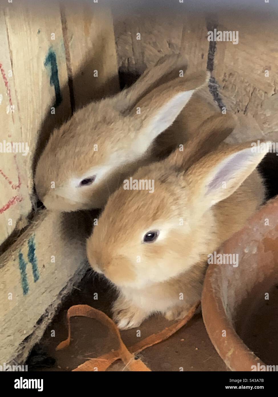Brown bunnies hi-res stock photography and images - Alamy