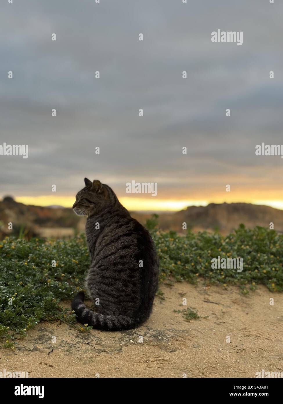 A cat watching the sunrise over the beach, Praia de São Rafael ...