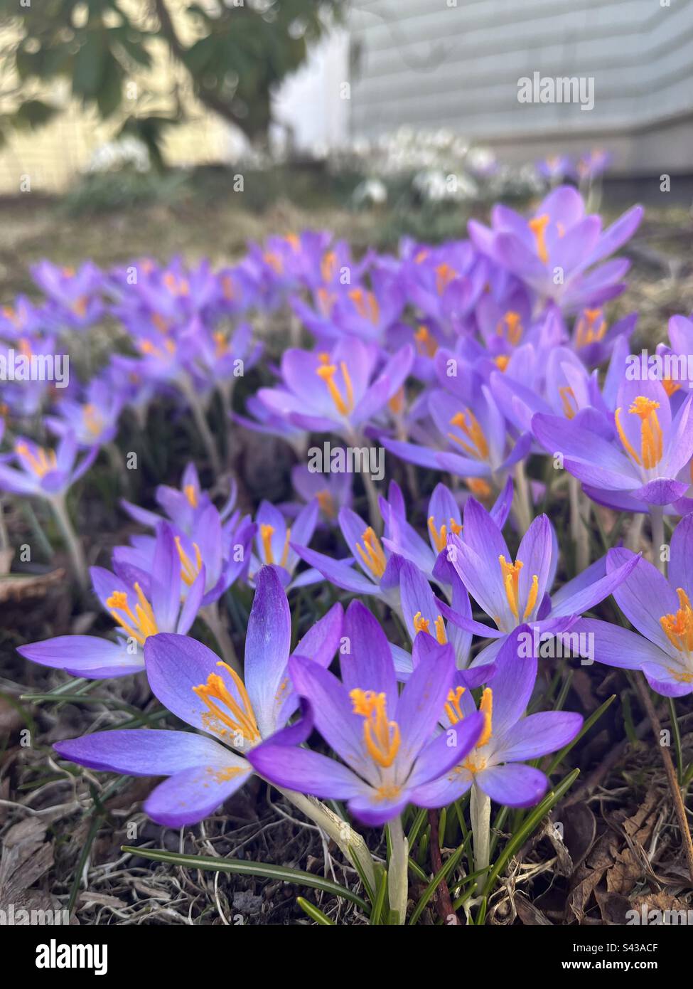 Spring had sprung hi-res stock photography and images - Alamy