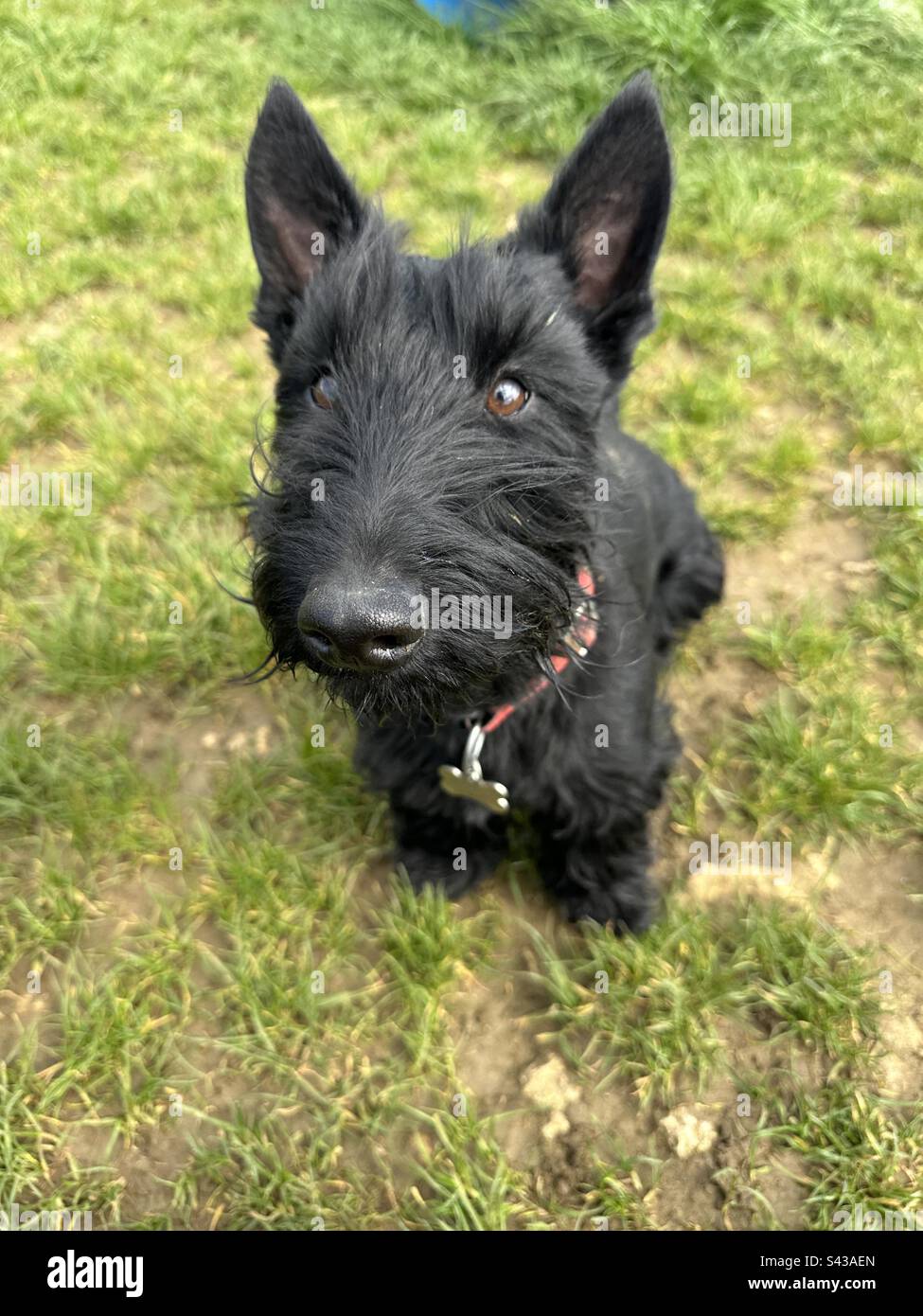 Scottie dog hi-res stock photography and images - Alamy