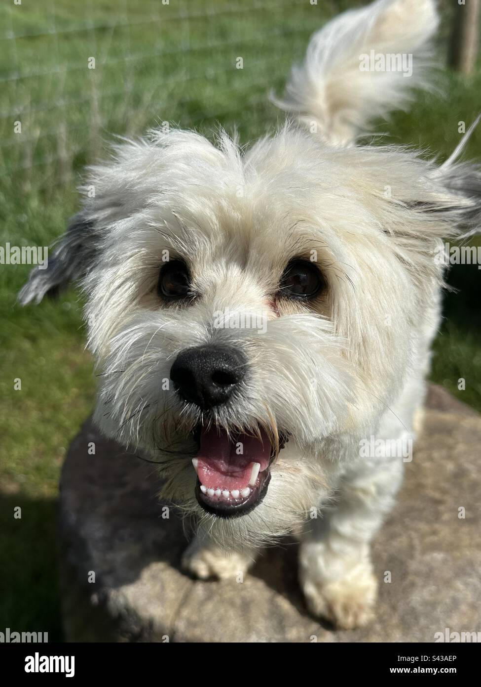 Havanese dog hi-res stock photography and images - Alamy