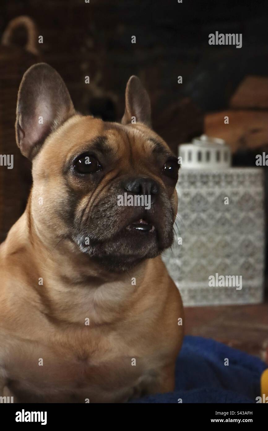 Frenchie dogs hi-res stock photography and images - Alamy