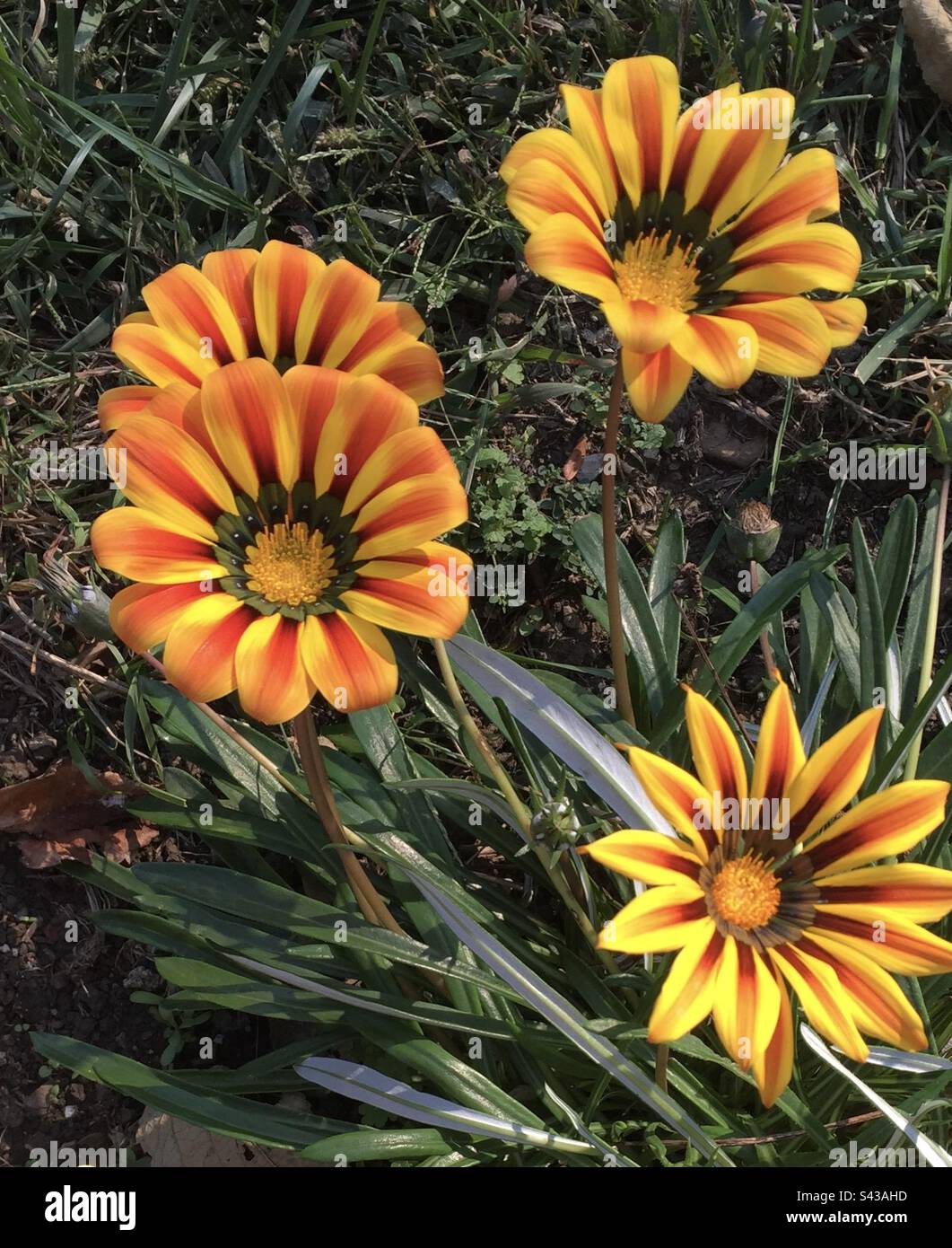 Striped flowers hi-res stock photography and images - Alamy