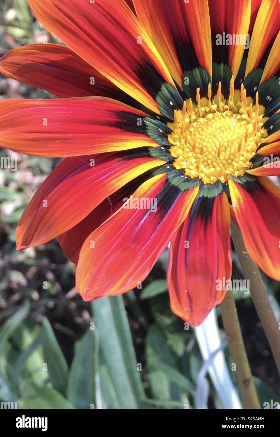 Striped flower hi-res stock photography and images - Alamy