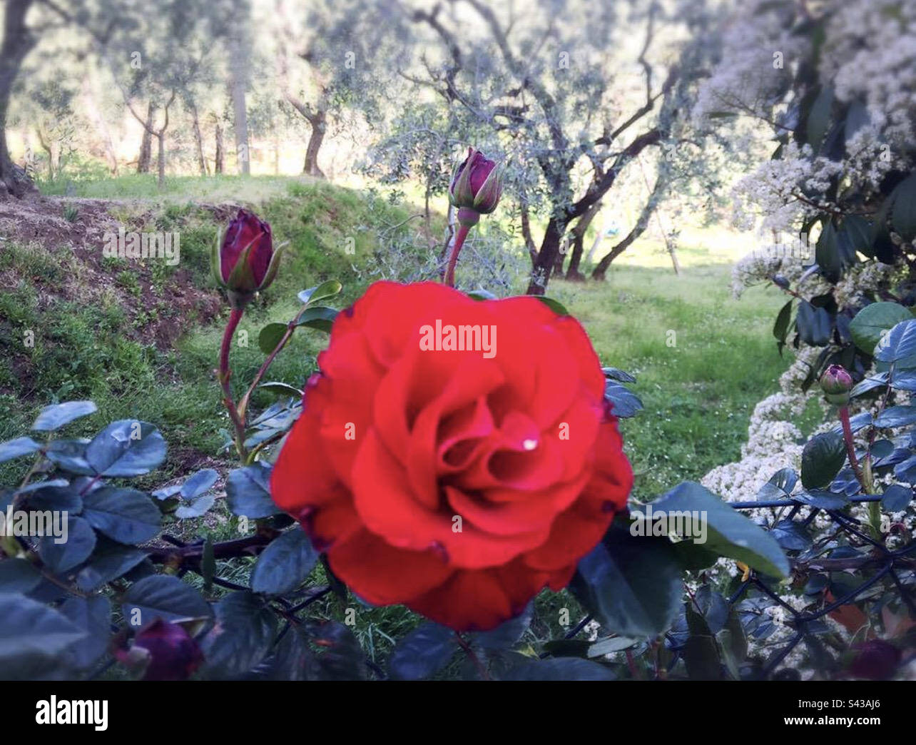 Collodi castello hi-res stock photography and images - Alamy