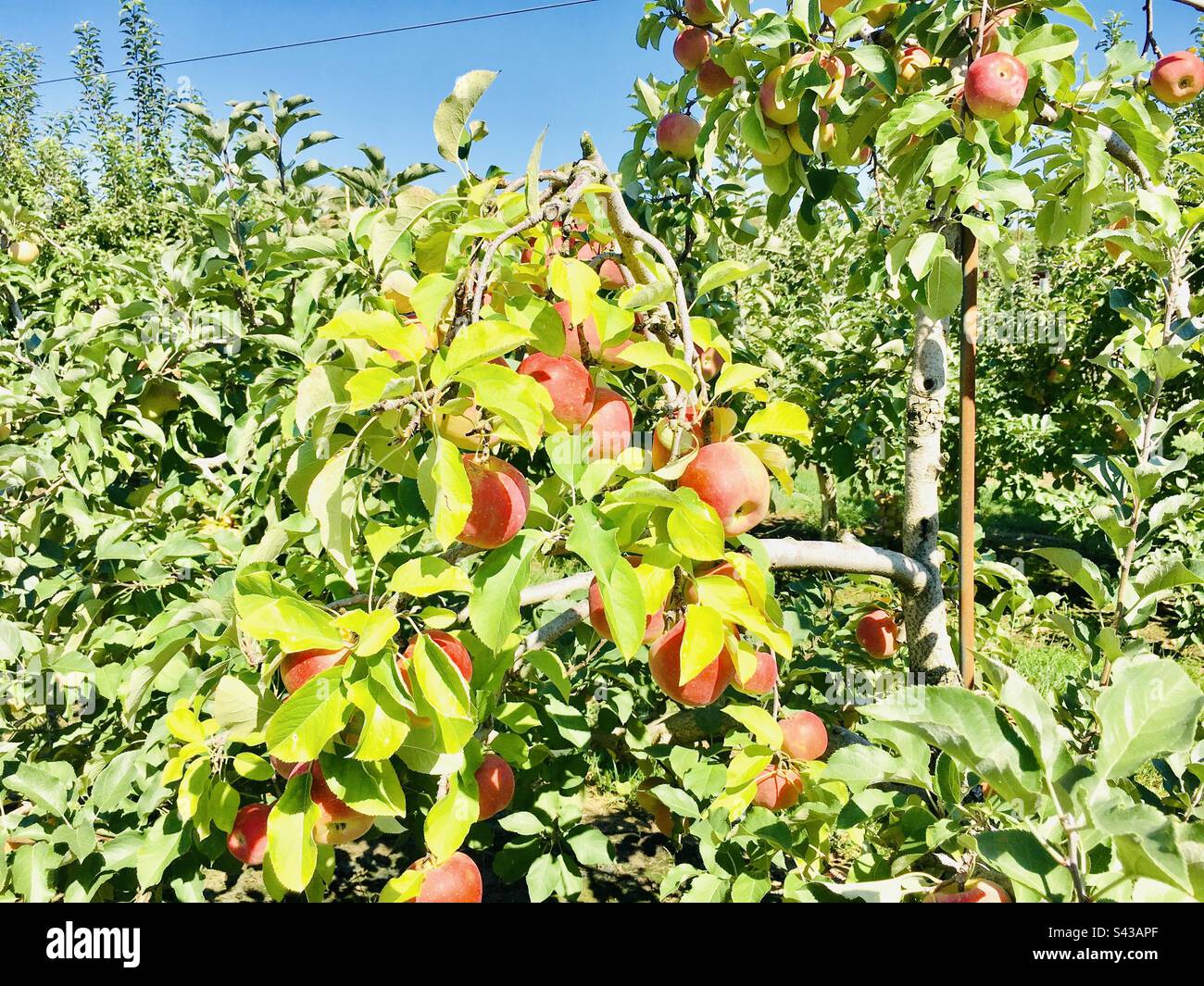 @orchard creek hi-res stock photography and images - Alamy