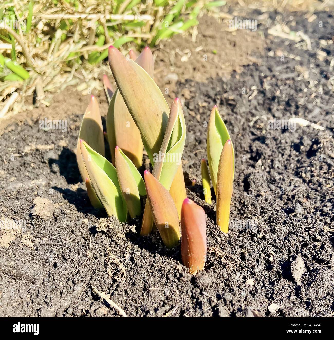 Signs of Spring as tulips push there way up through the earth Stock ...