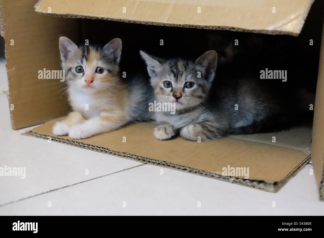 Cute Kittens In A Box