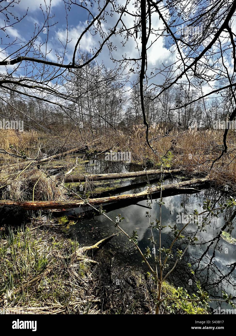 Beaver building hi-res stock photography and images - Alamy