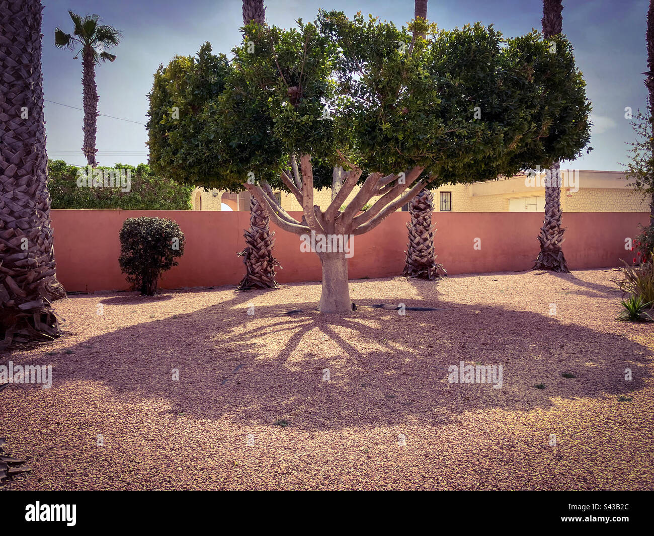 Big tree with shadow in my garden in Catral Stock Photo - Alamy