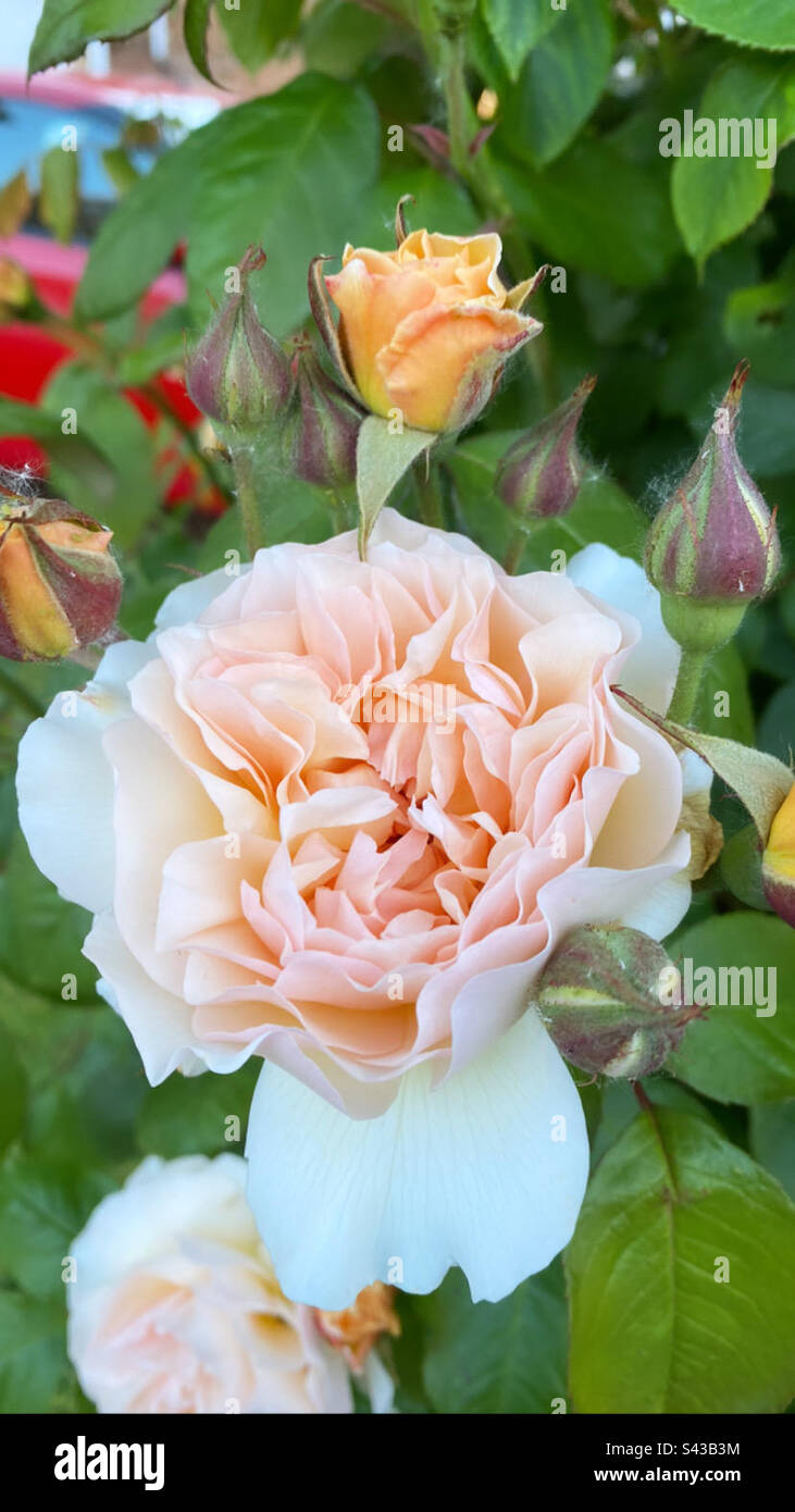 Old english rose hi-res stock photography and images - Alamy